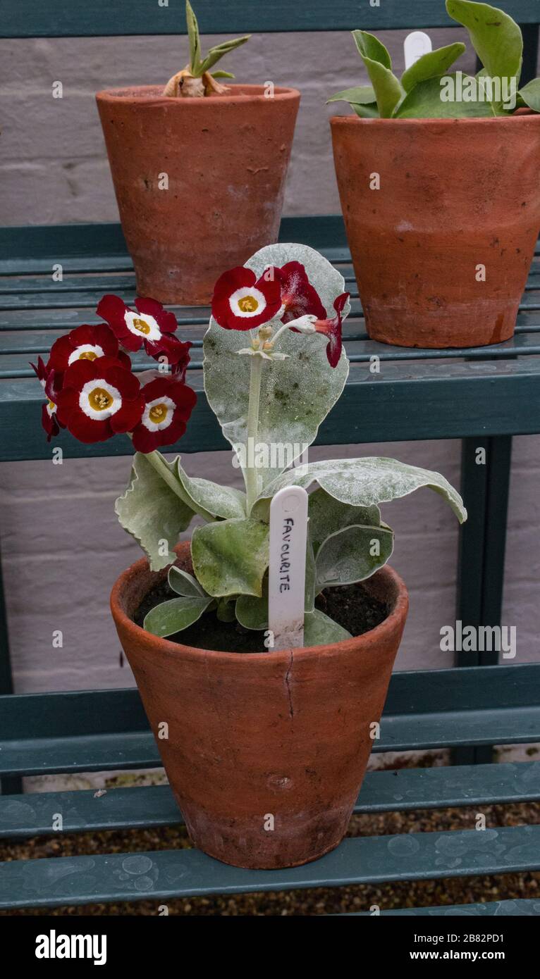 Flowers from west dean gardens and the national trust sissinghurst ...