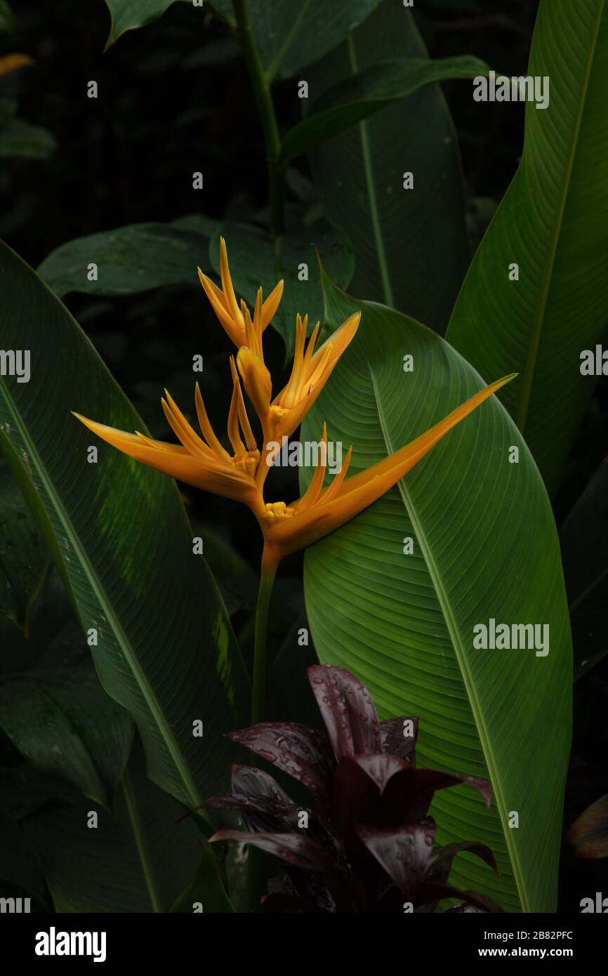 Heliconia psittacorum Yellow Parrot seen in the Singapore Botanical ...