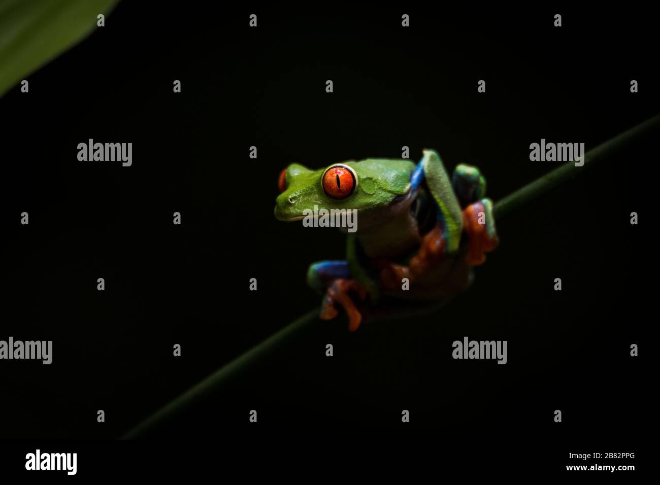 Green reed frogs hi-res stock photography and images - Alamy