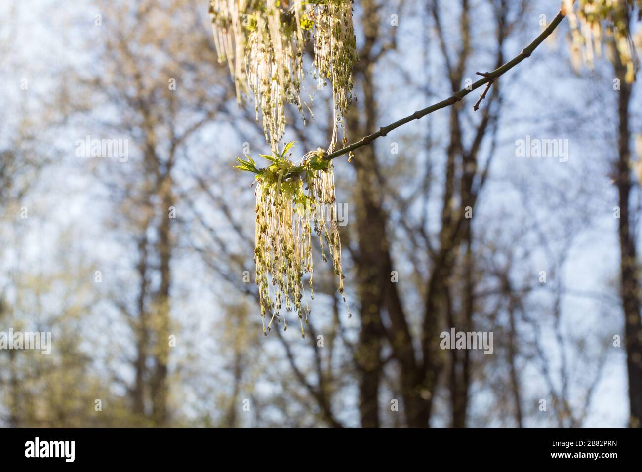 Budding Japanese Maple High Resolution Stock Photography and Images - Alamy