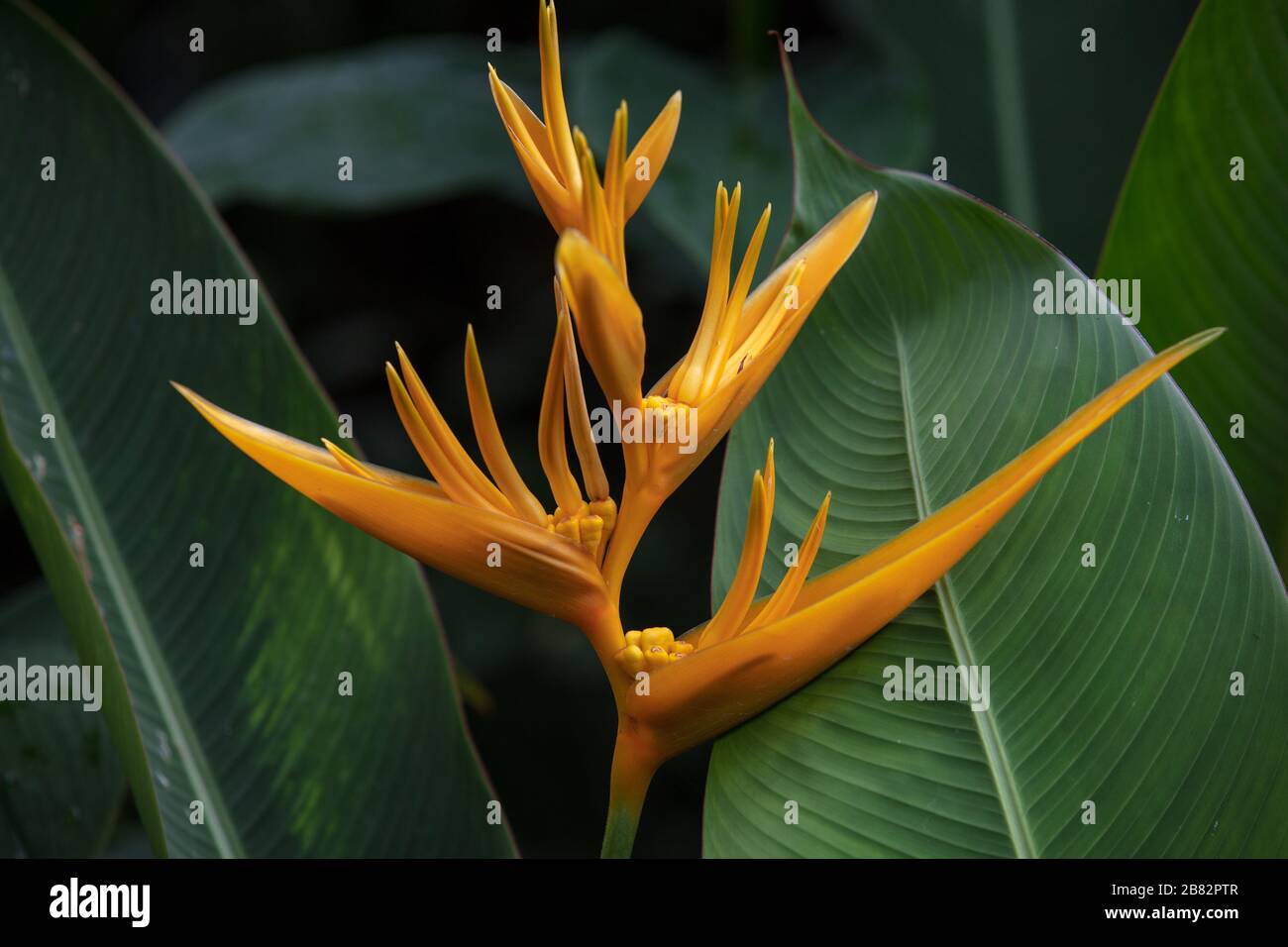 Heliconia psittacorum Yellow Parrot seen in the Singapore Botanical ...
