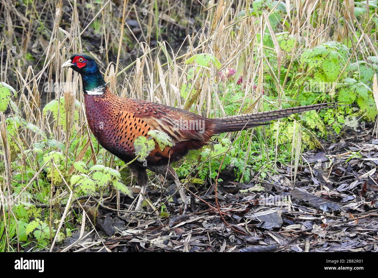 Beautiful colored common pheasant (Phasianus colchicus) in a woodland ...
