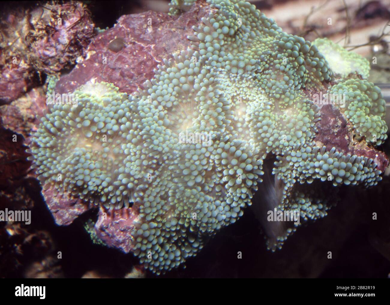 Ricordea mushroom coral, Ricordea florida Stock Photo - Alamy