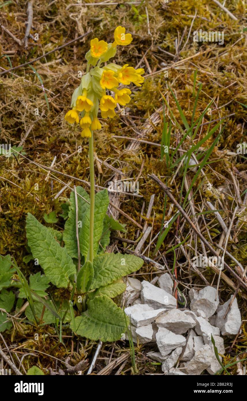 Noar Hill Nature Reserve High Resolution Stock Photography and Images ...