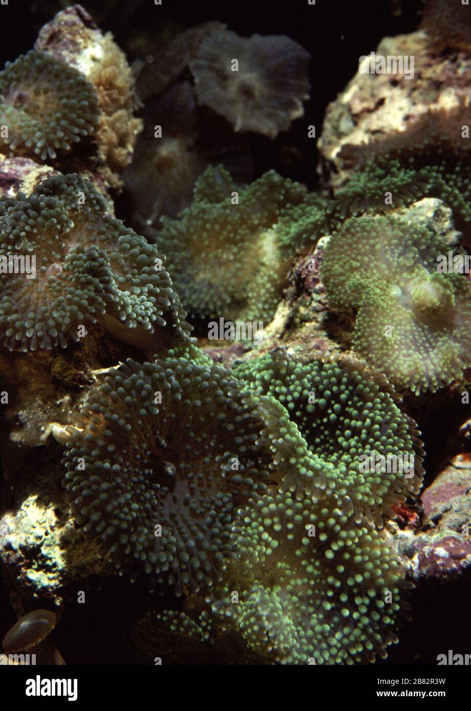 Ricordea mushroom coral, Ricordea florida Stock Photo - Alamy