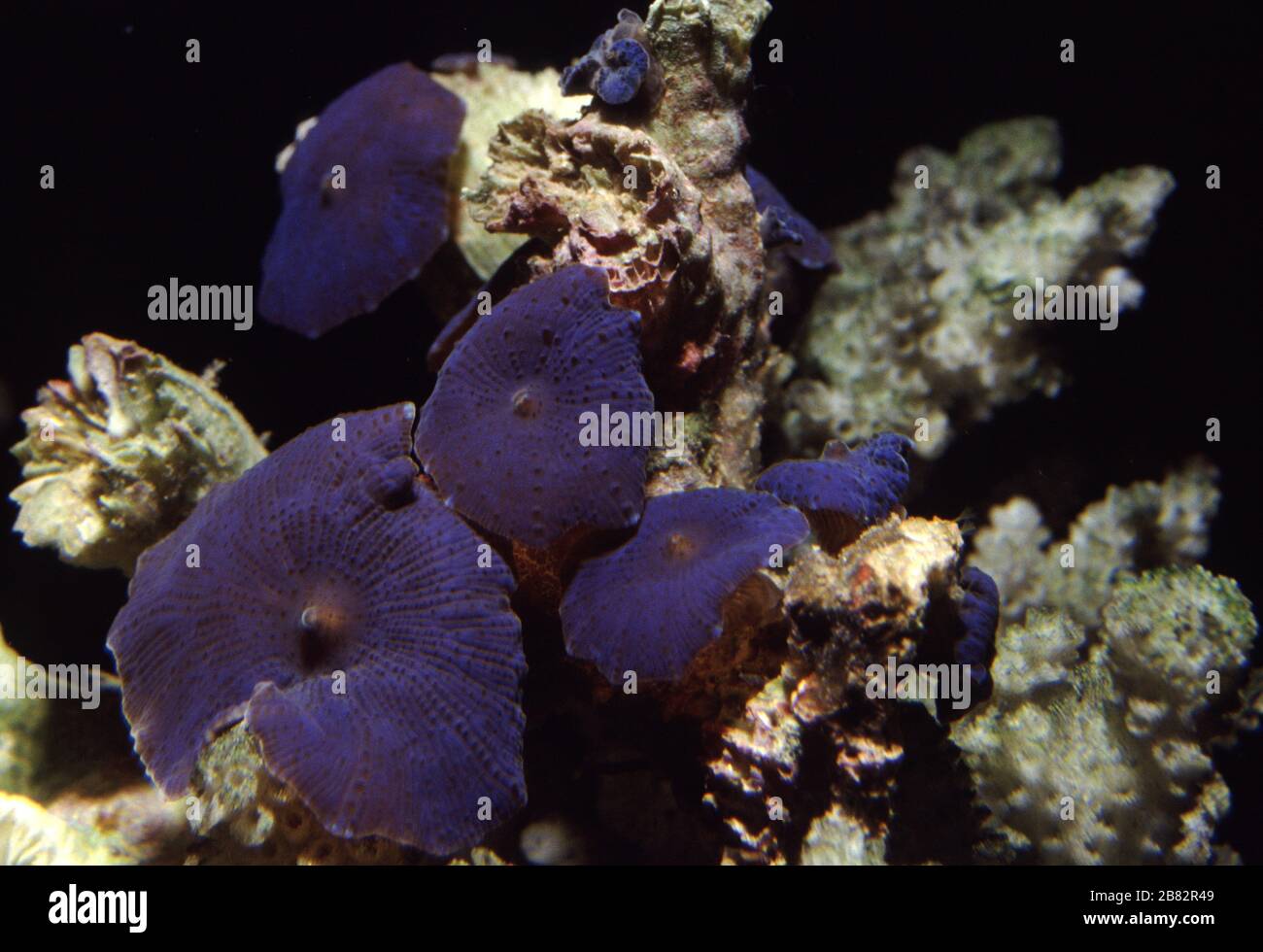 Discosoma hi-res stock photography and images - Alamy