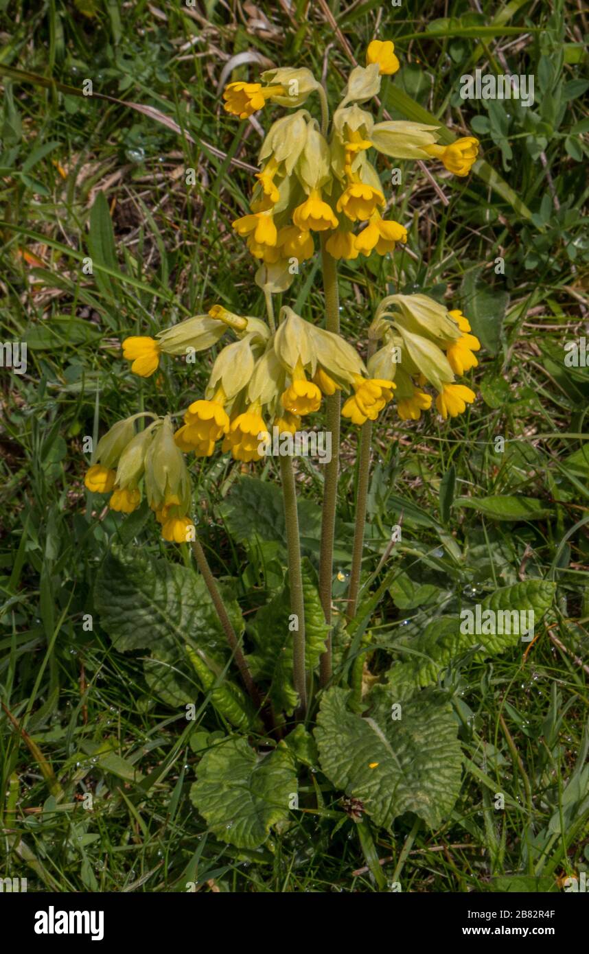 Noar Hill Nature Reserve east hampshire chalk downs cowslip Stock Photo ...