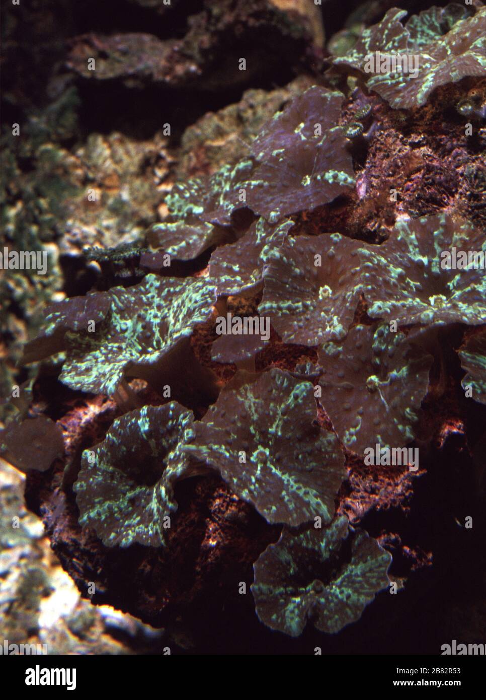 Mushroom coral, Discosoma sp Stock Photo - Alamy