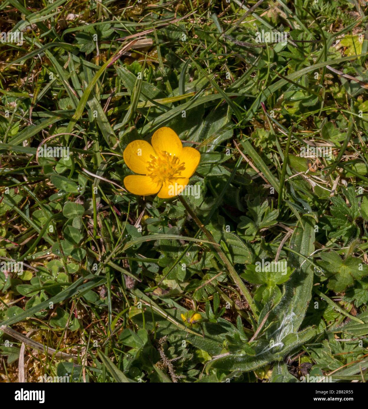 Noar hill nature reserve hi-res stock photography and images - Alamy