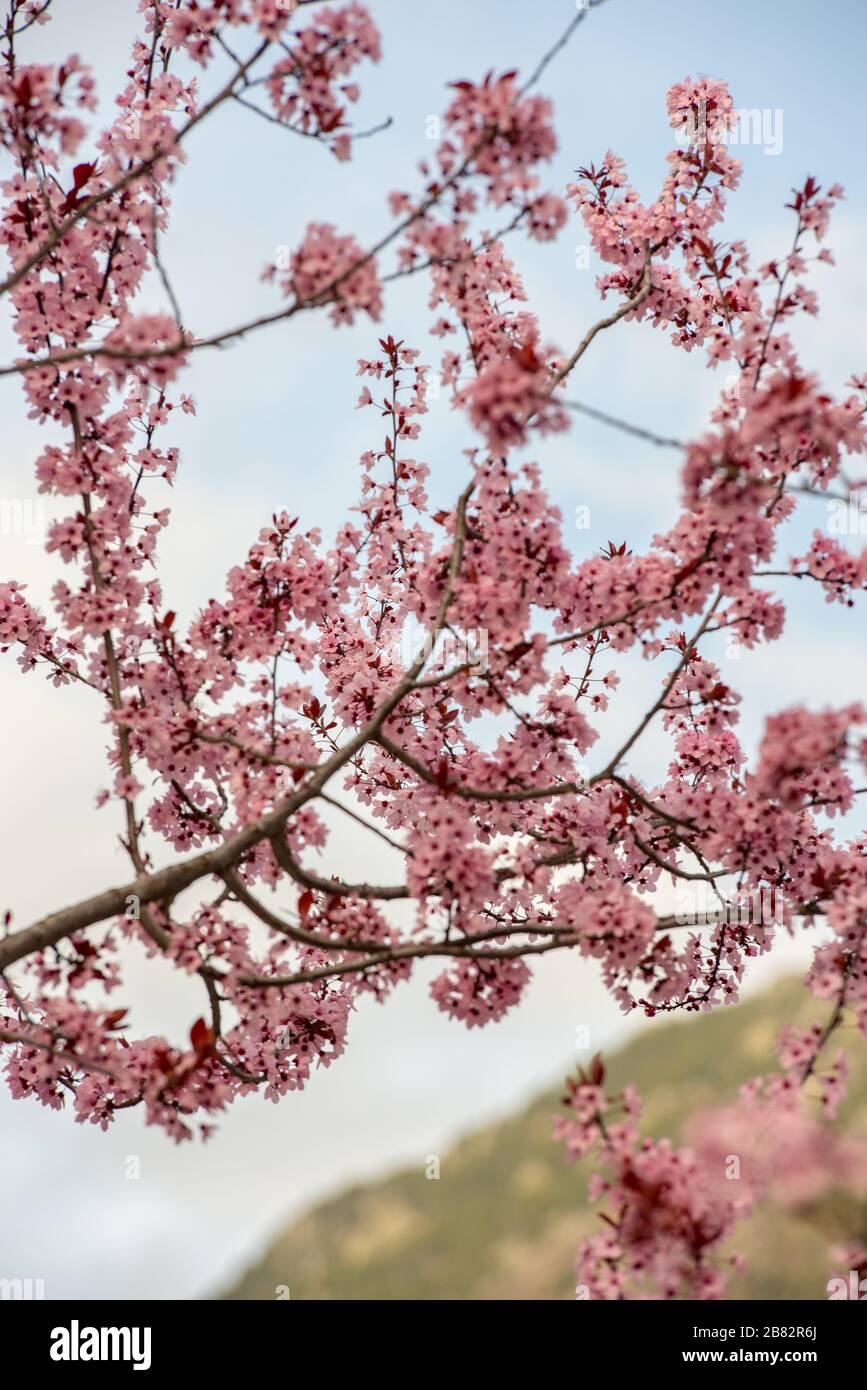 Almond trees bloom festival blossom hi-res stock photography and images ...