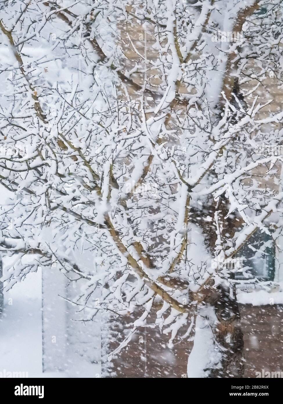 Snow cover tree branches hi-res stock photography and images - Alamy