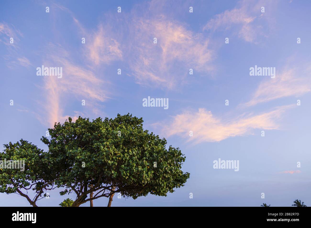 Beautiful view of green tropical tree with big crown on blue sky with ...