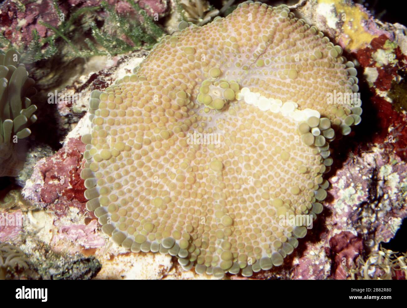 Ricordea mushroom coral, Ricordea sp. cf. yuma Stock Photo - Alamy