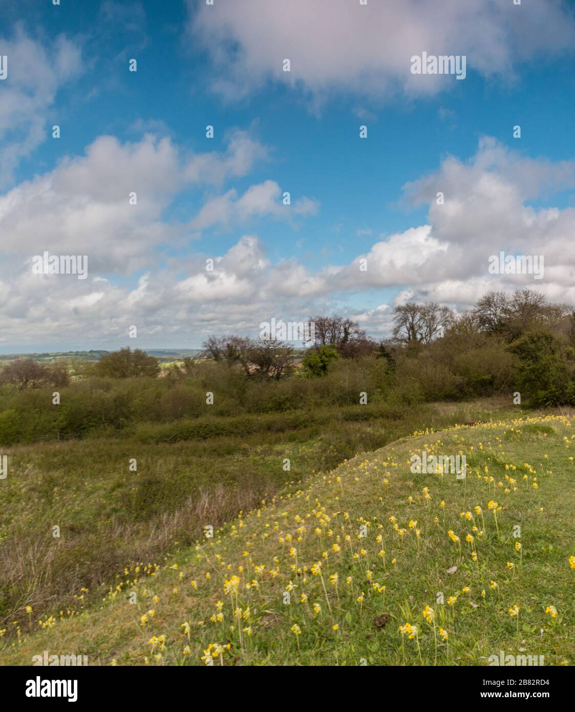 Noar Hill Nature Reserve east hampshire chalk downs cowslips primrose ...