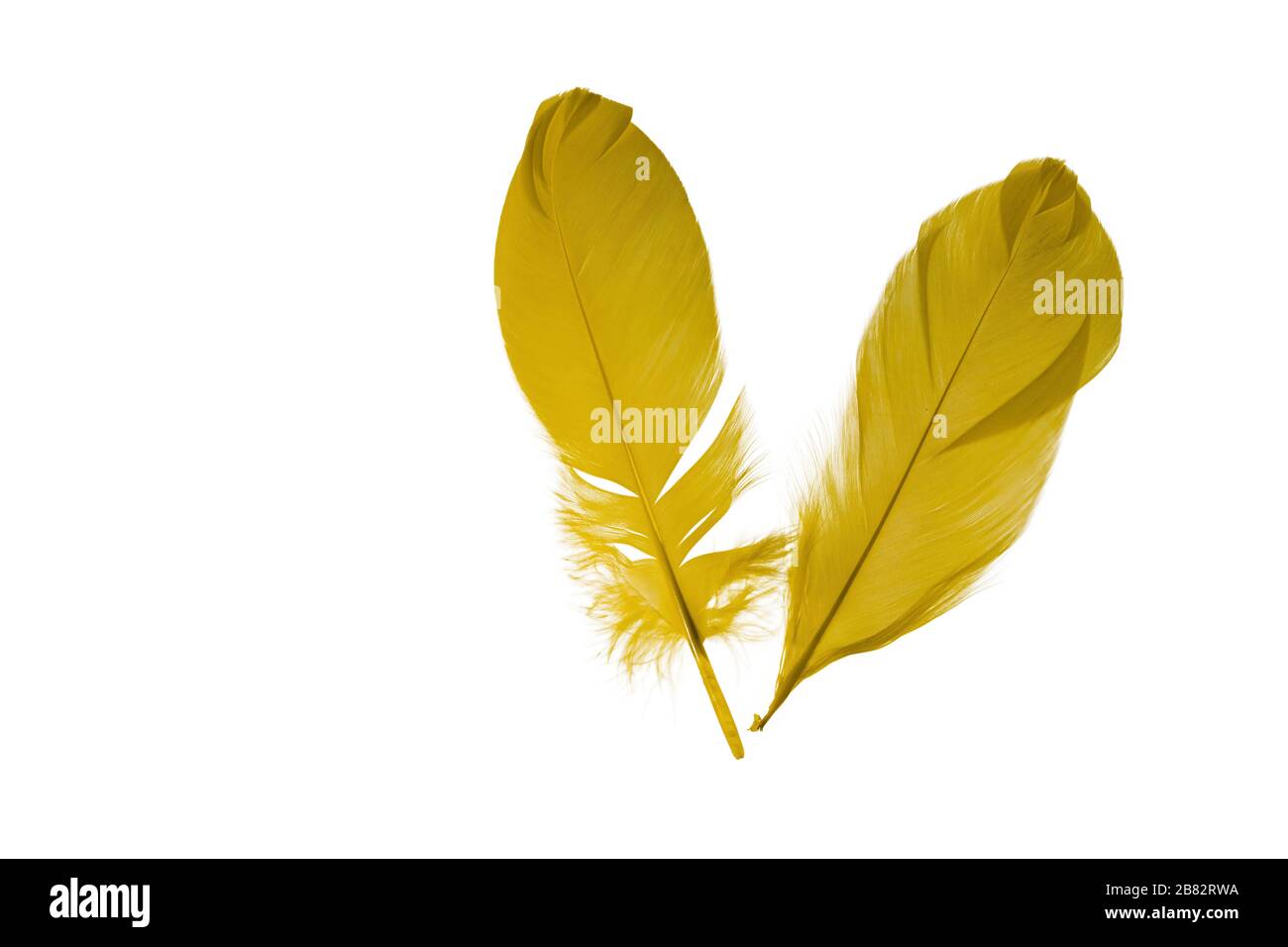 Close up view of yellow feathers isolated on white background ...