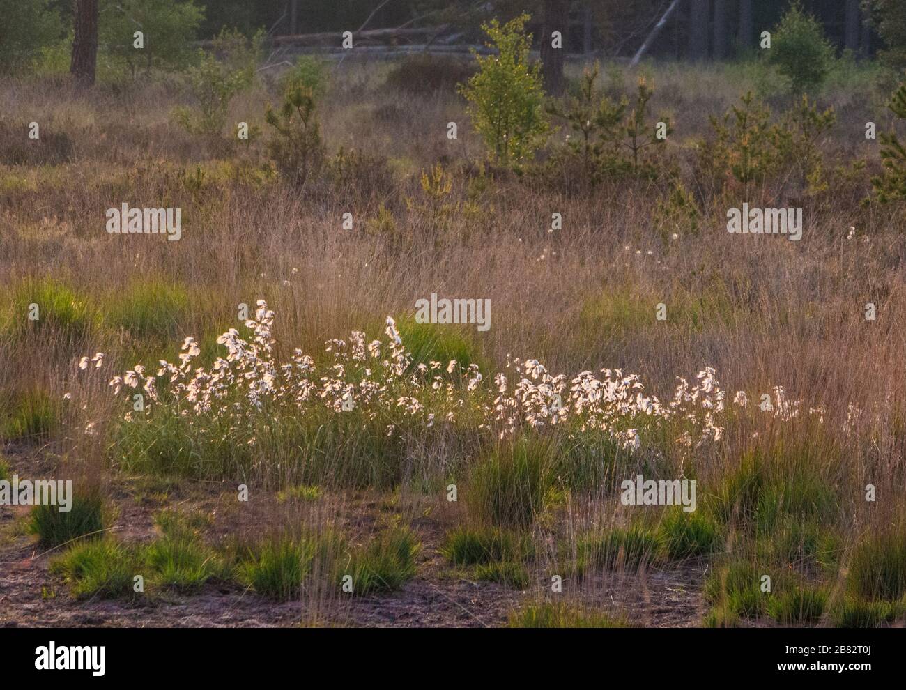 Common cotton-grass Thursley common national nature reserve surrey ...