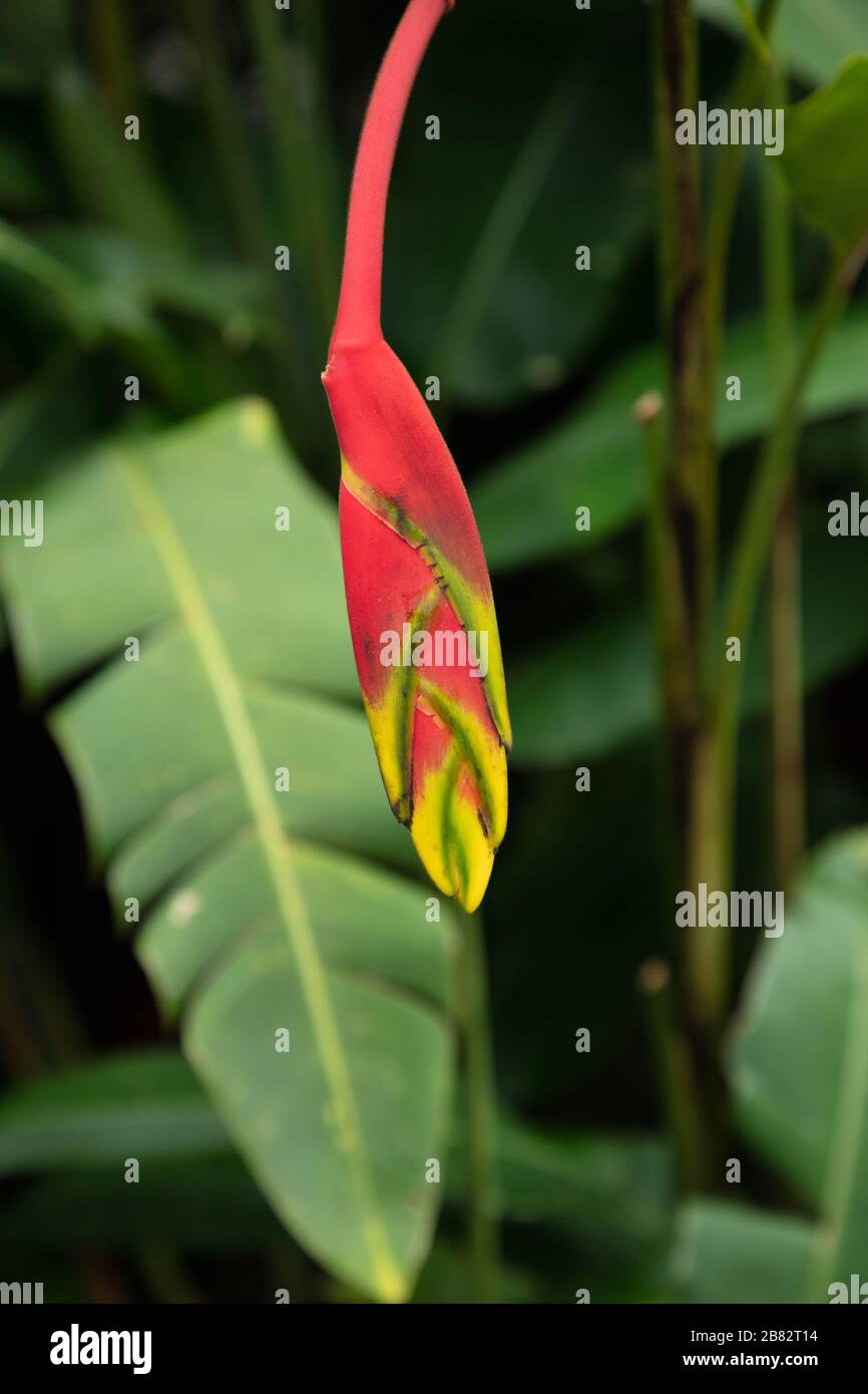 Heliconia rostrata young leaf hi-res stock photography and images - Alamy