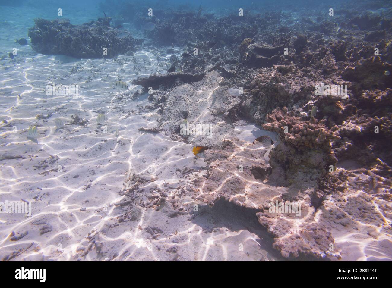 Beautiful underwater view during snorkeling. Maldives, Indian Ocean ...