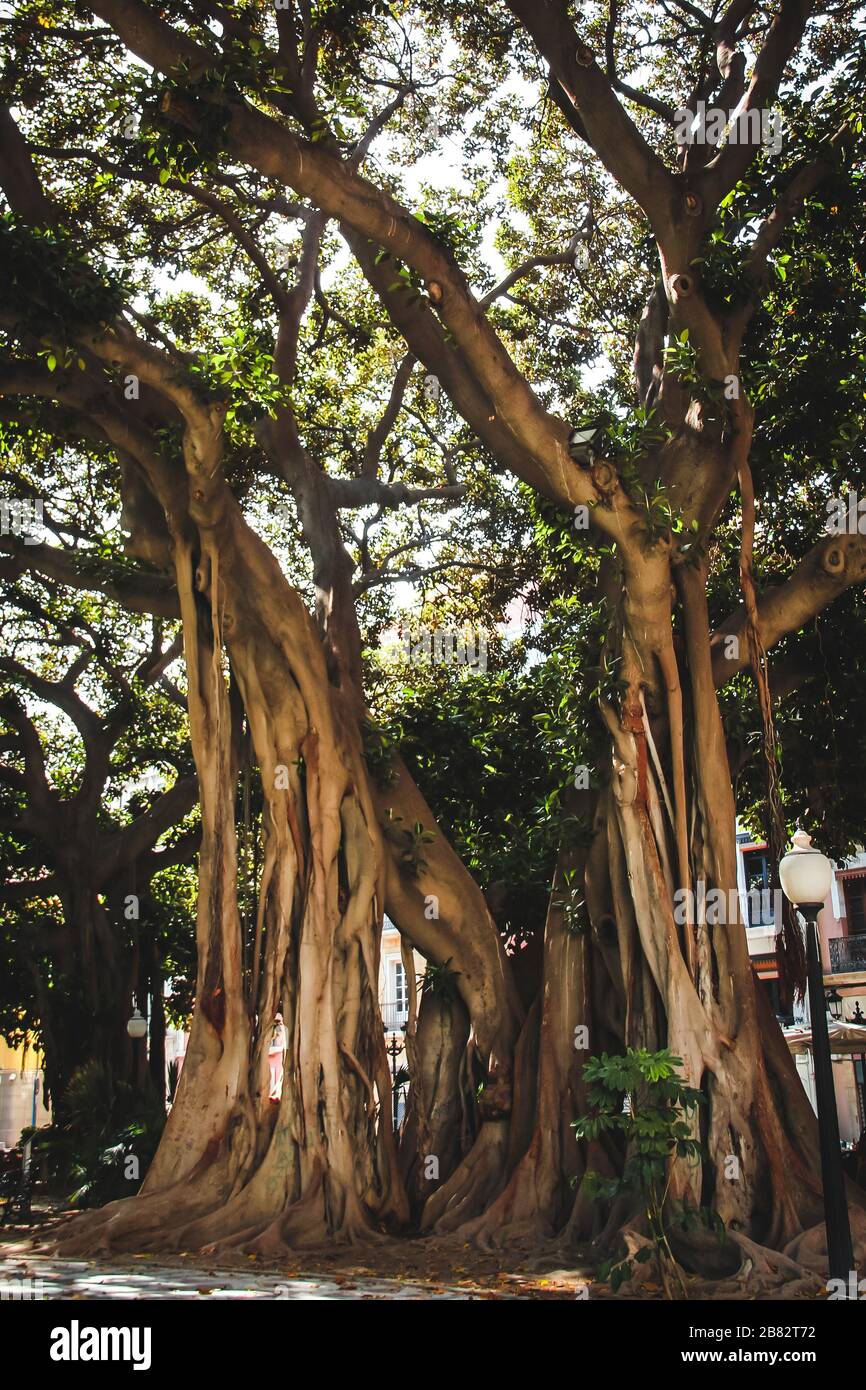 Giant Old Fig Tree (Ficus) in Alicante, Spain Stock Photo - Alamy