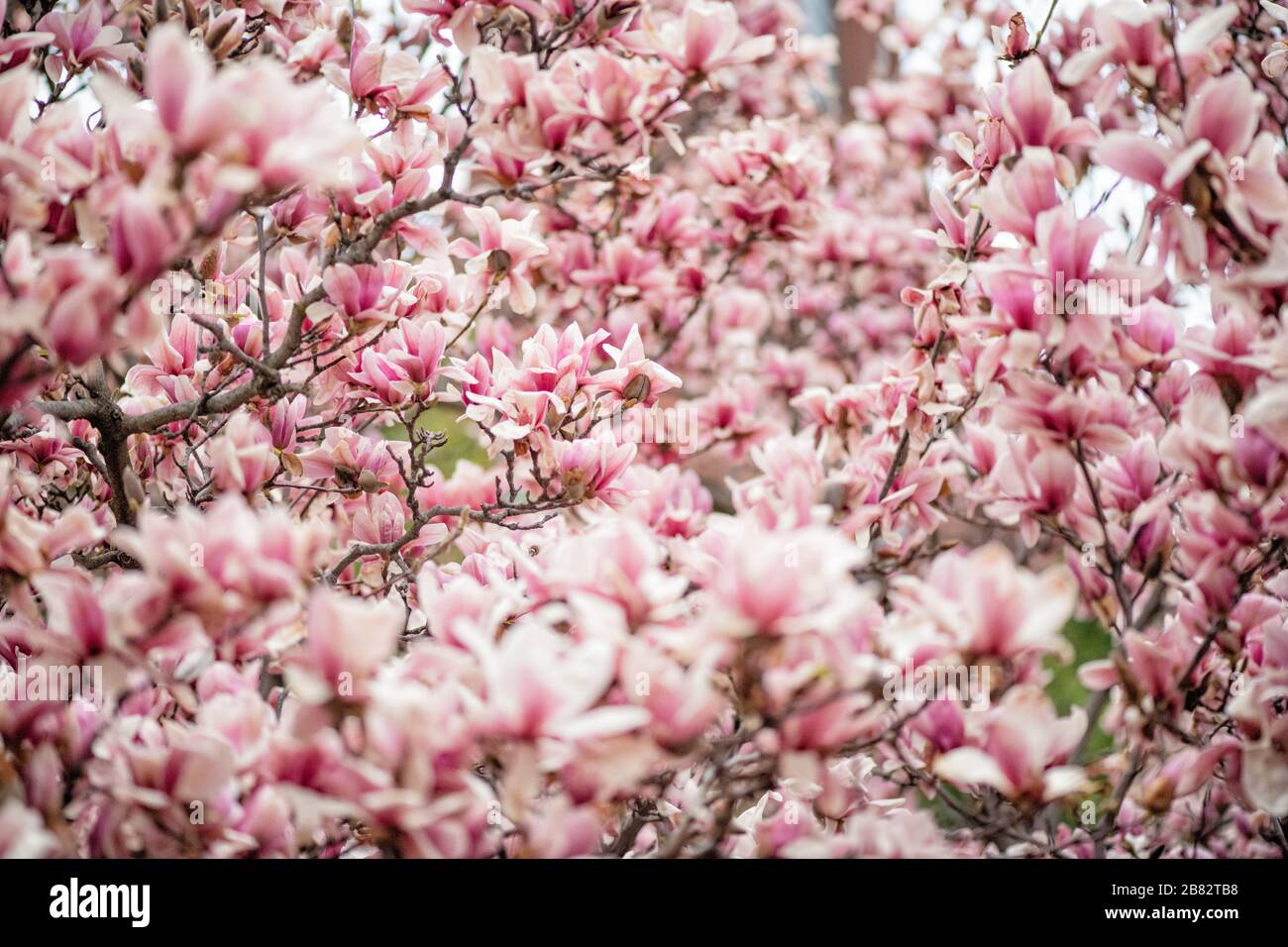 WASHINGTON DC — Saucer magnolias bloom in the Enid A. Haupt Garden, a ...