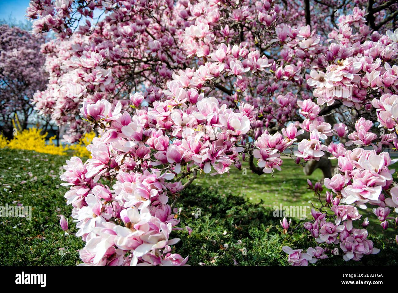 WASHINGTON DC — Saucer magnolias are in bloom in the Enid A. Haupt ...