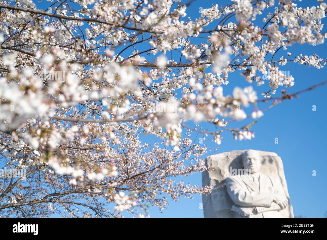 WASHINGTON DC — Cherry blossoms reach peak bloom along the Tidal Basin ...