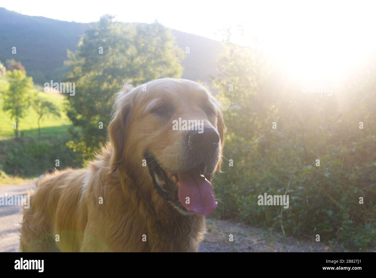 Spiritual dog hi-res stock photography and images - Alamy