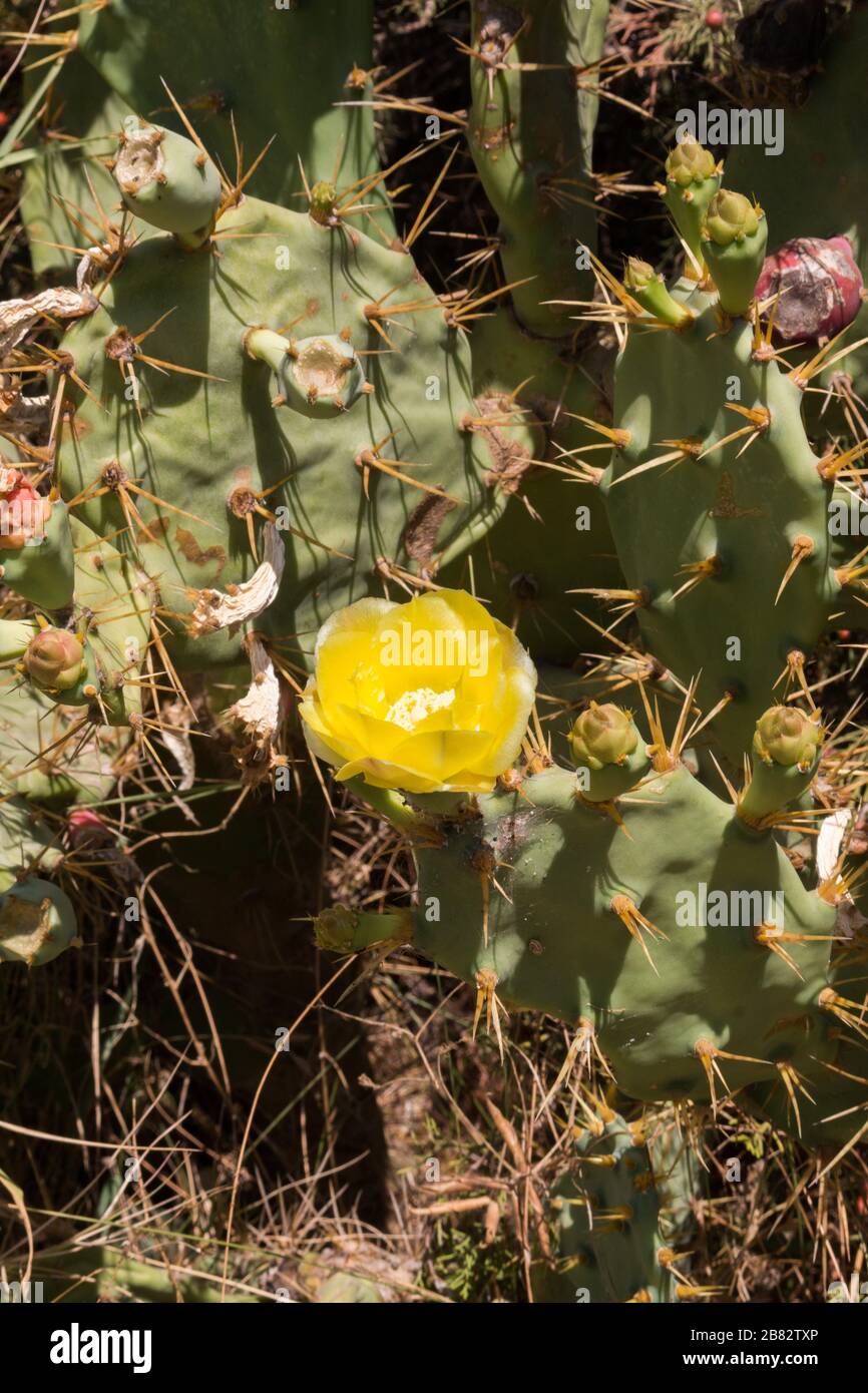 Trunk forming segmented cactus hi-res stock photography and images - Alamy