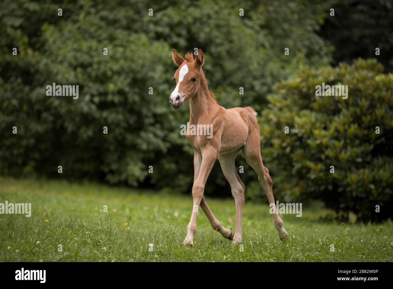 Thoroughbred Arabian filly in the countryside, Tyrol, Austria Stock ...