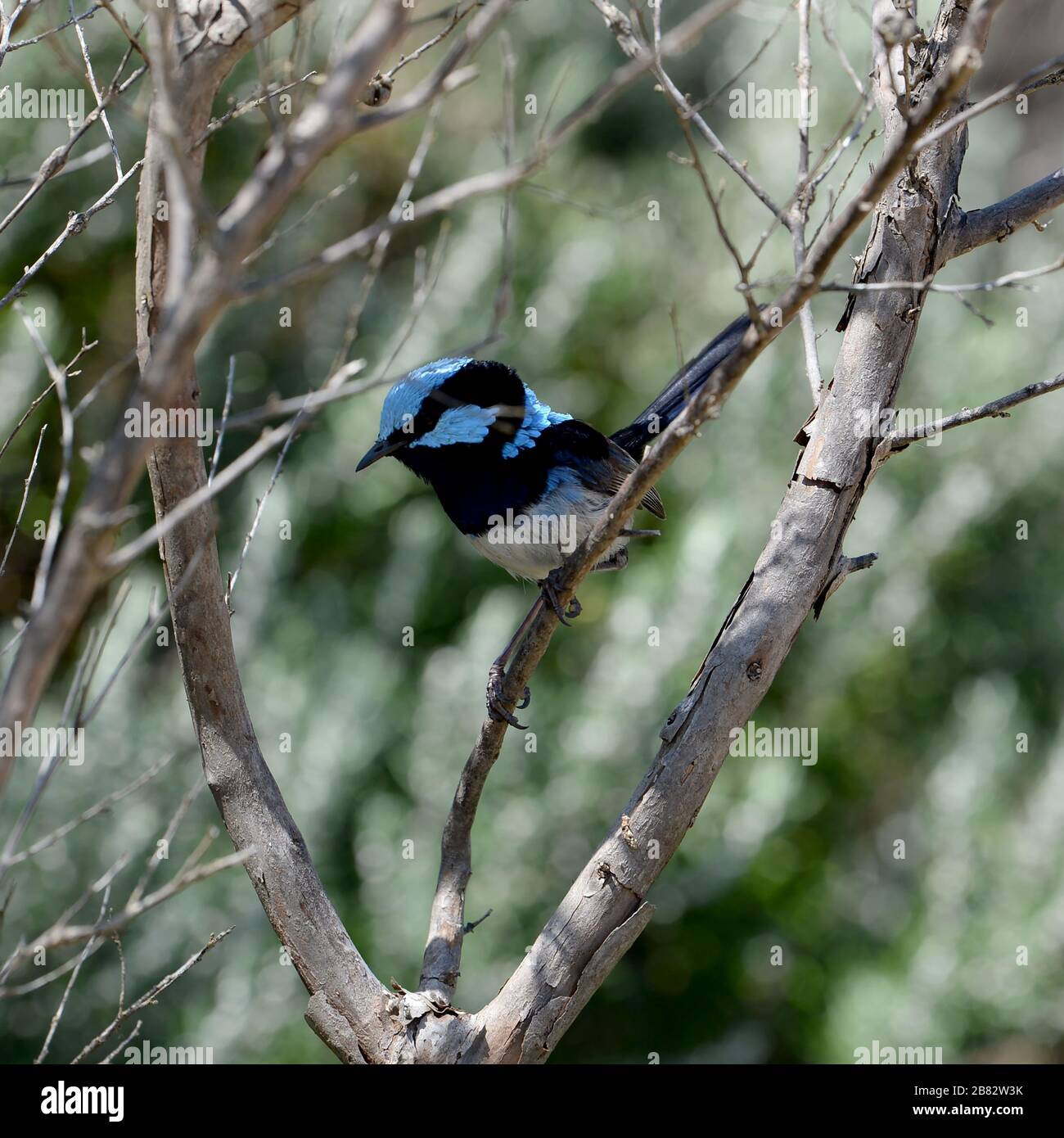 Australian blue wren hi-res stock photography and images - Alamy
