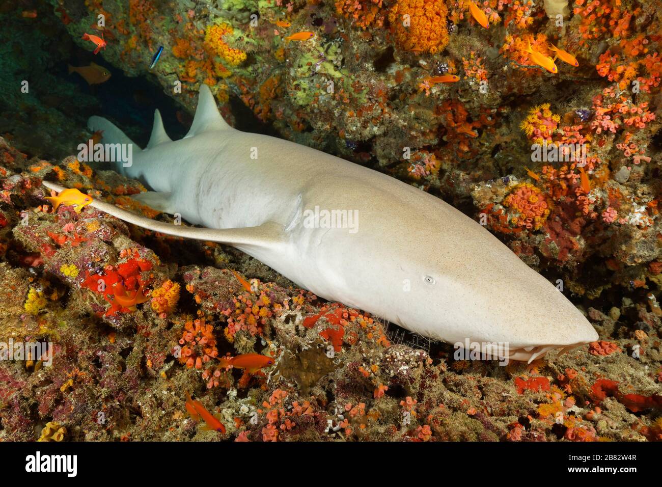 Tawny nurse shark (Nebrius ferrugineus) sleeps in coral reef, Great ...