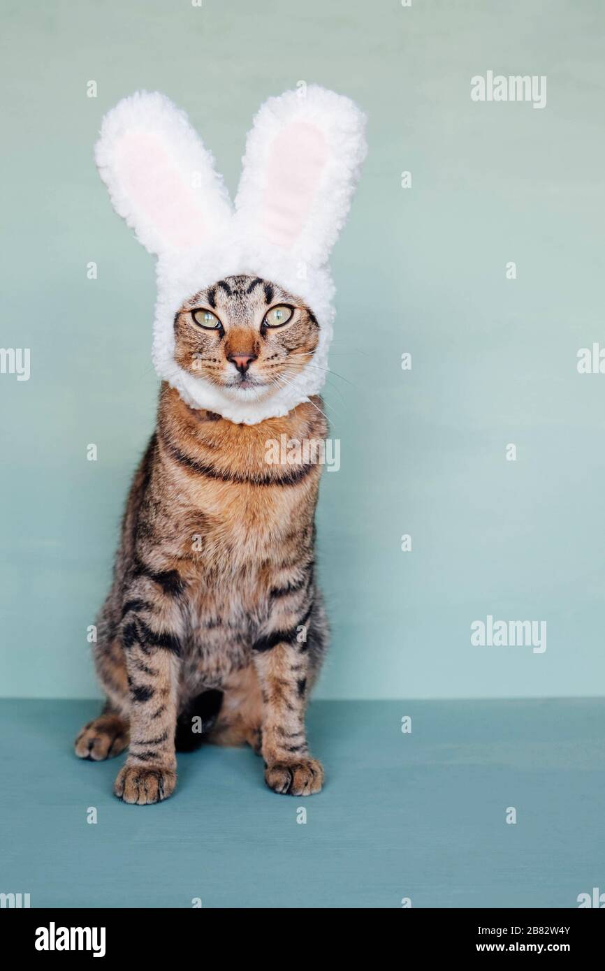 Cat Wearing Rabbit Ears High Resolution Stock Photography and Images ...
