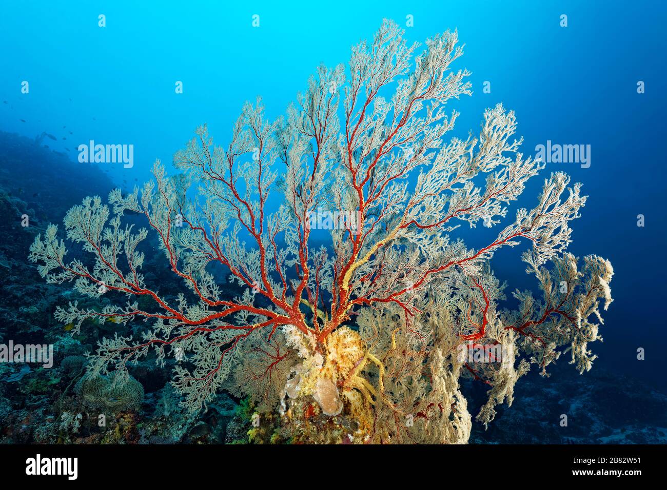 Great Melithaea Gorgonia (Melithaea sp.) Great Barrier Reef, Unesco ...