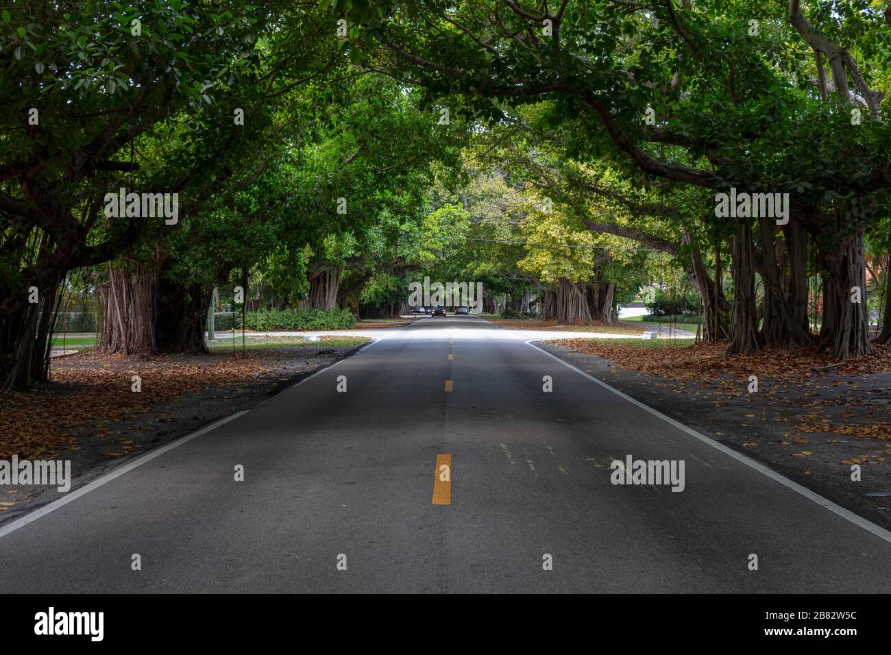 Tree Tunnel, Old Cutler Road, Coral Gables, Florida, USA Stock Photo ...