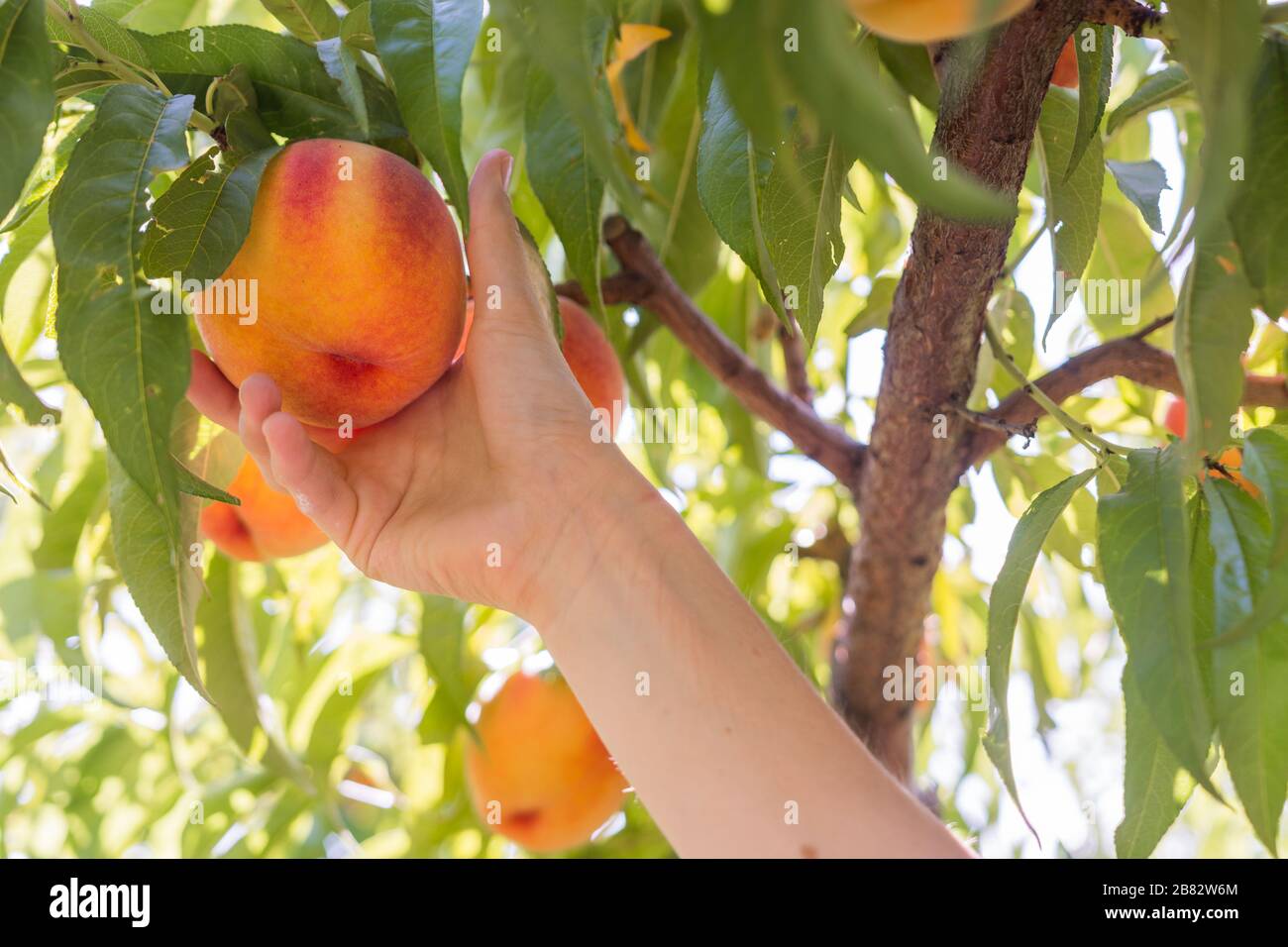 Peach orchard hi-res stock photography and images - Alamy