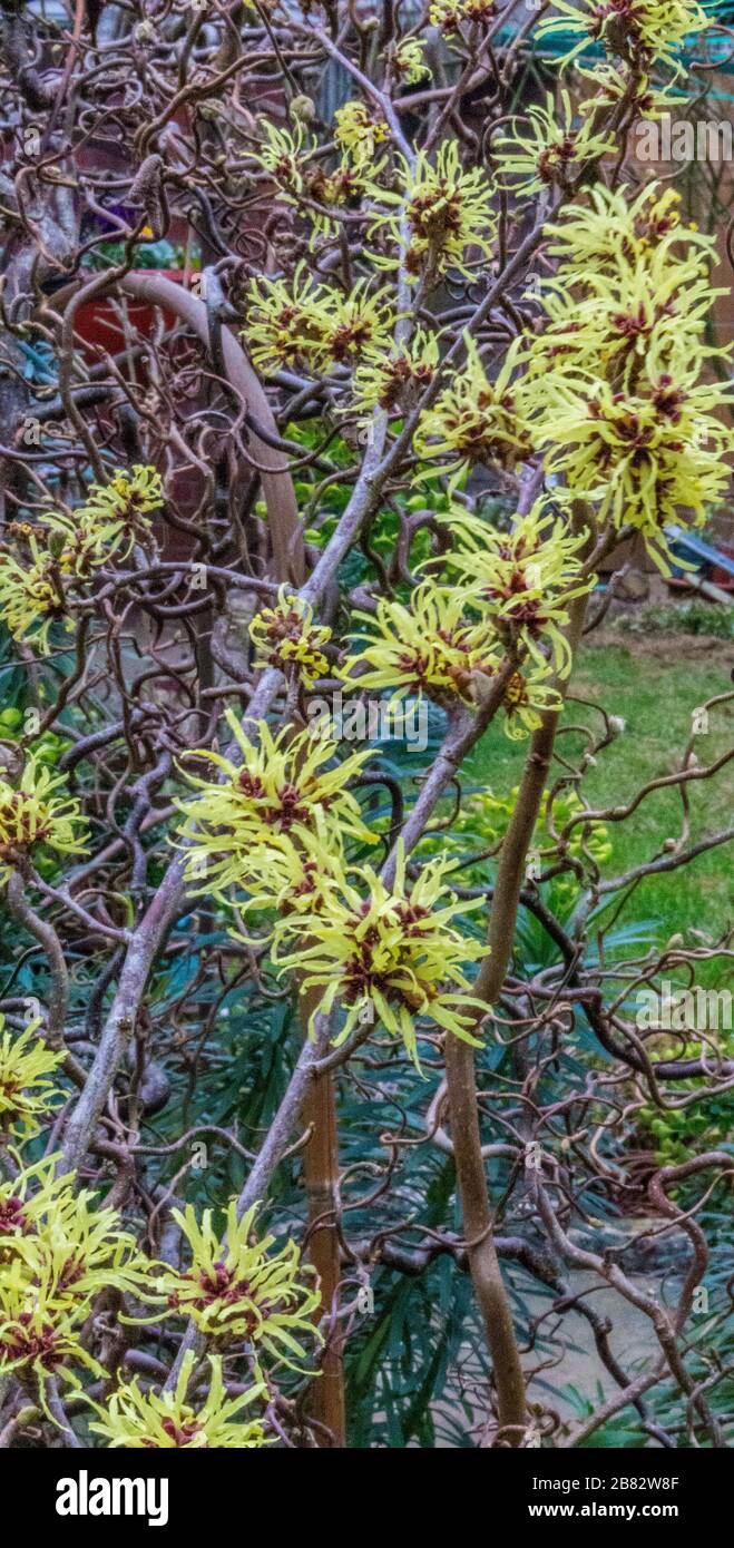 Witch Hazel Hamamellis ×intermedia (H. japonica × H. mollis) yellow ...