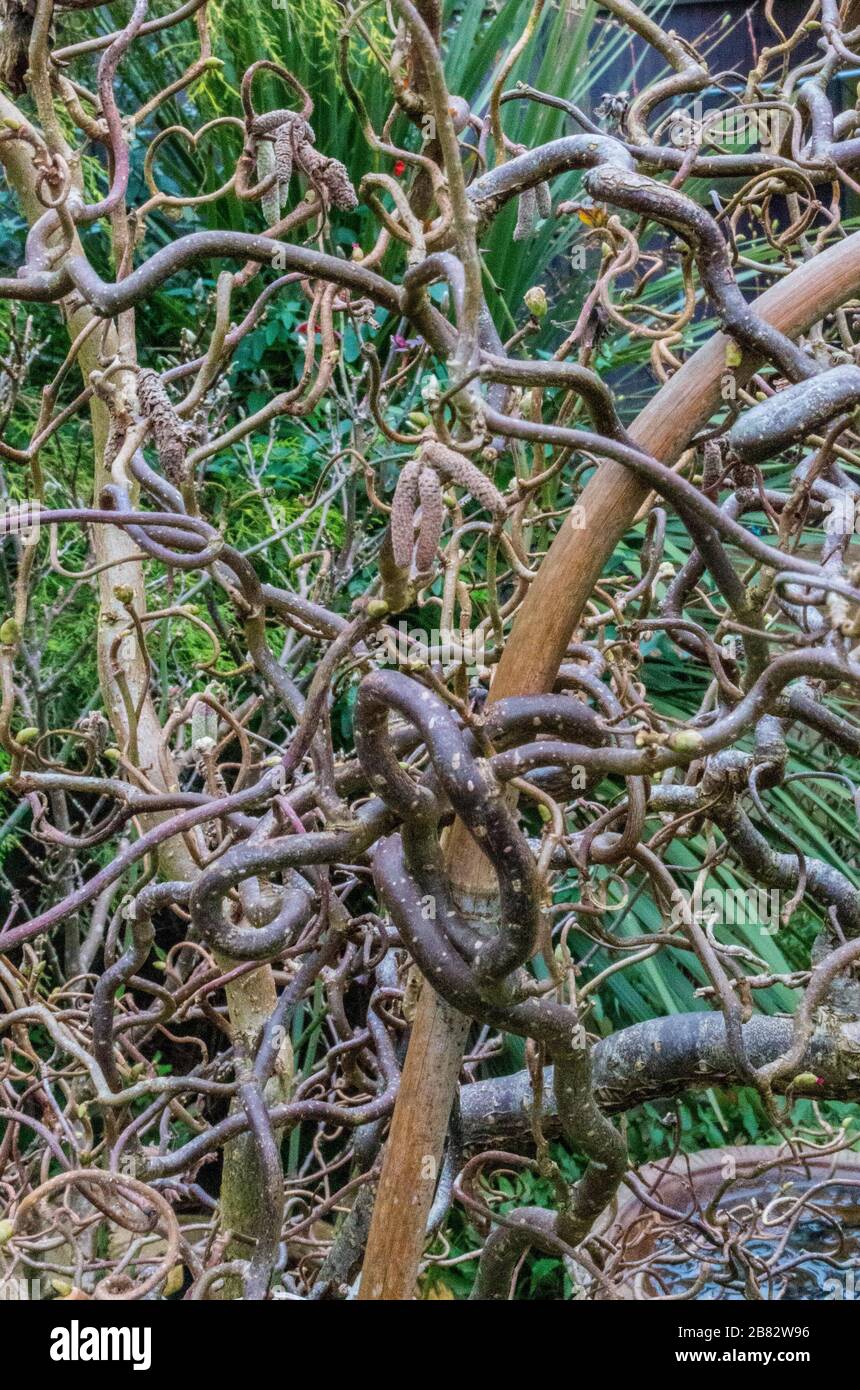 corkscrew hazel Corylus avellana 'Contorta' Stock Photo - Alamy
