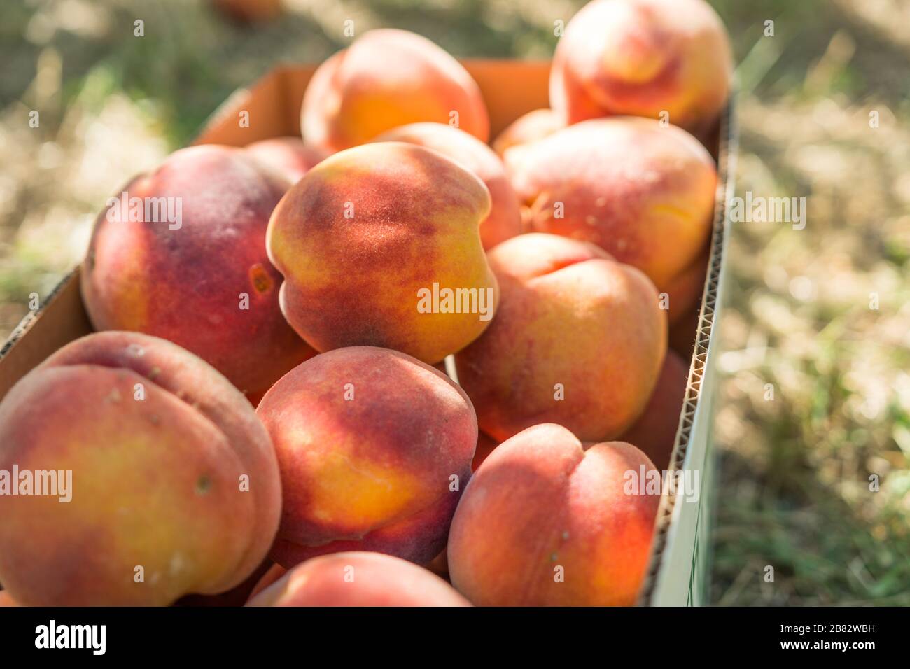 Closeup peach fuzz fruit hi-res stock photography and images - Alamy