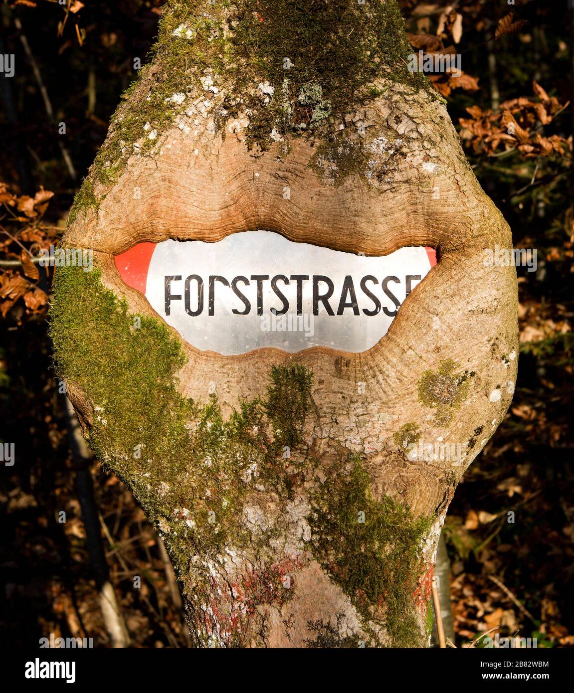 Traffic sign forststrasse grown into a tree hi-res stock photography ...