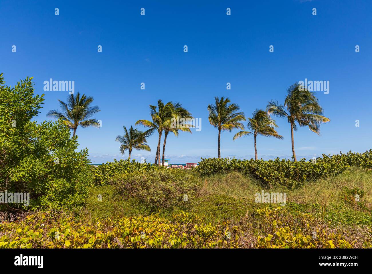 Gorgeous tropical landscape view. Green palm trees and plants on coast ...