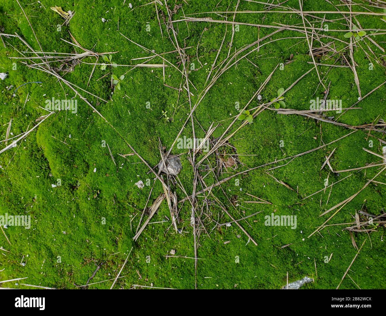 Beautiful natural background. Green moss nature landscape Stock Photo ...
