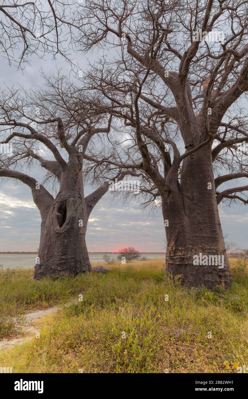 Baobab trees at sunset hi-res stock photography and images - Alamy