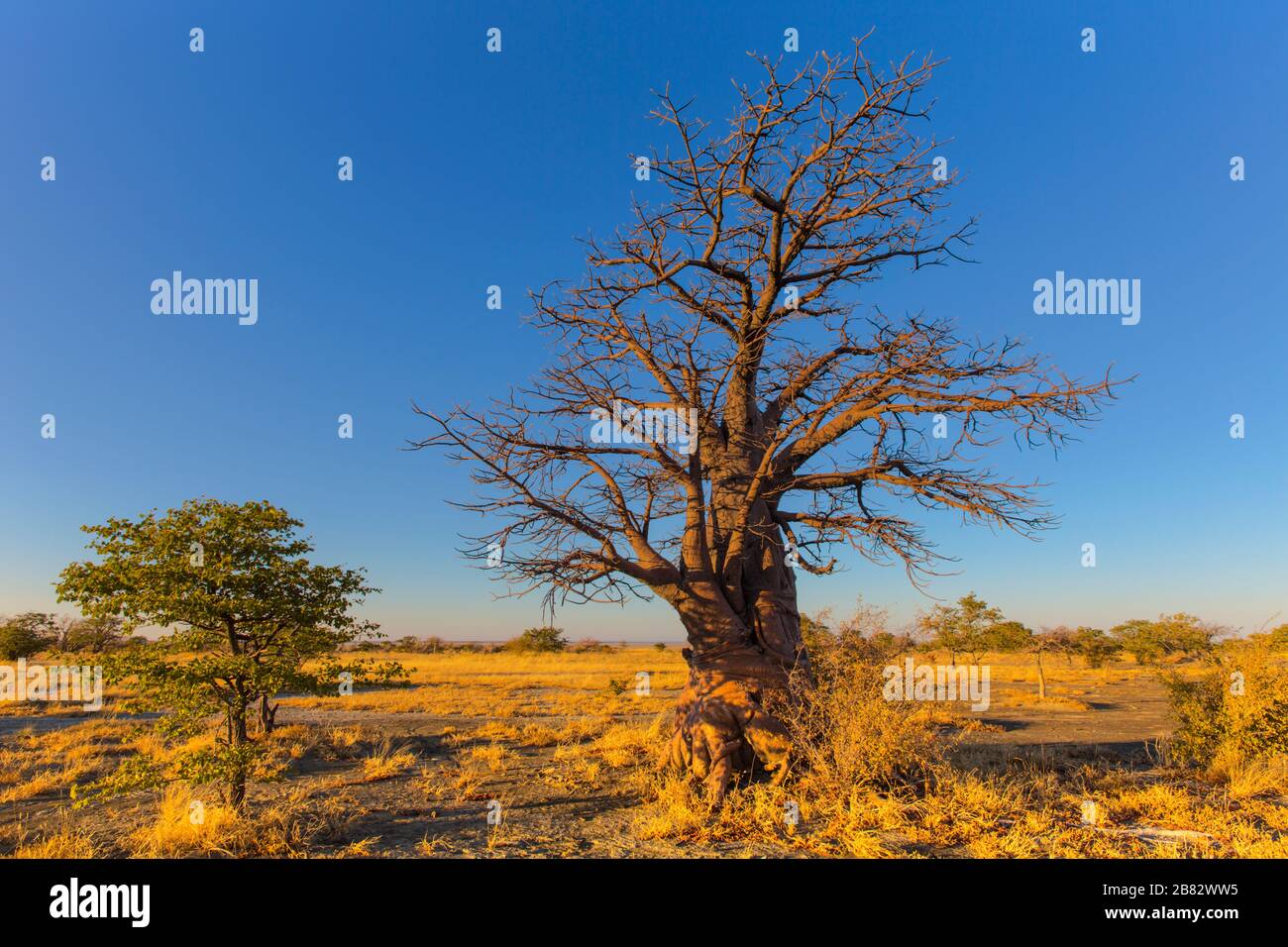 Small baobab trees hi-res stock photography and images - Alamy