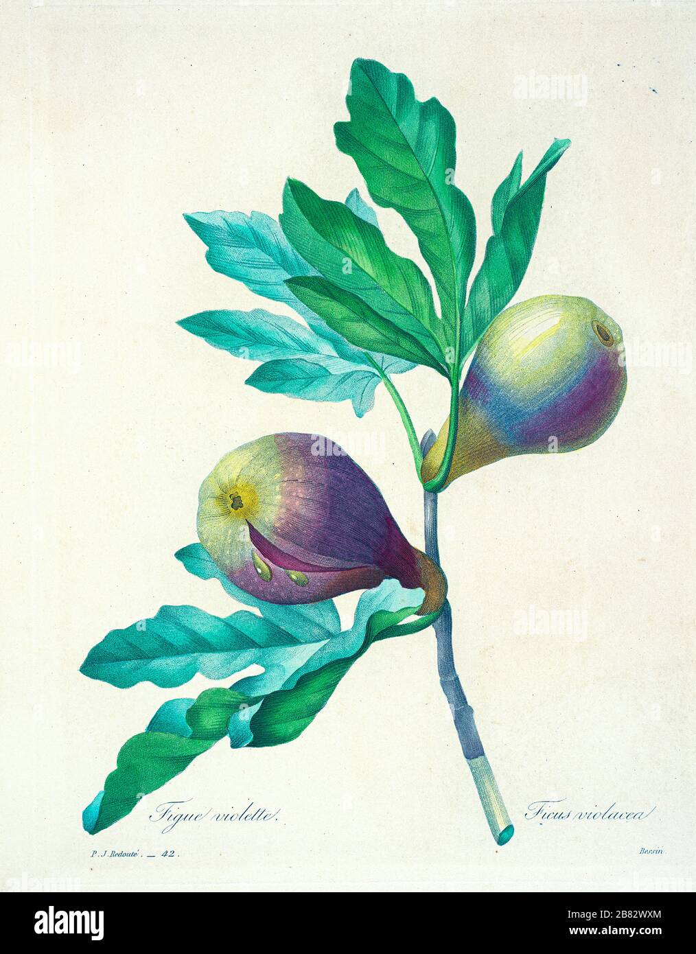 Victorian fruit illustration hi-res stock photography and images - Alamy