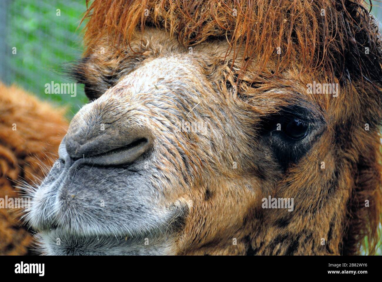 Animal fair hi-res stock photography and images - Alamy