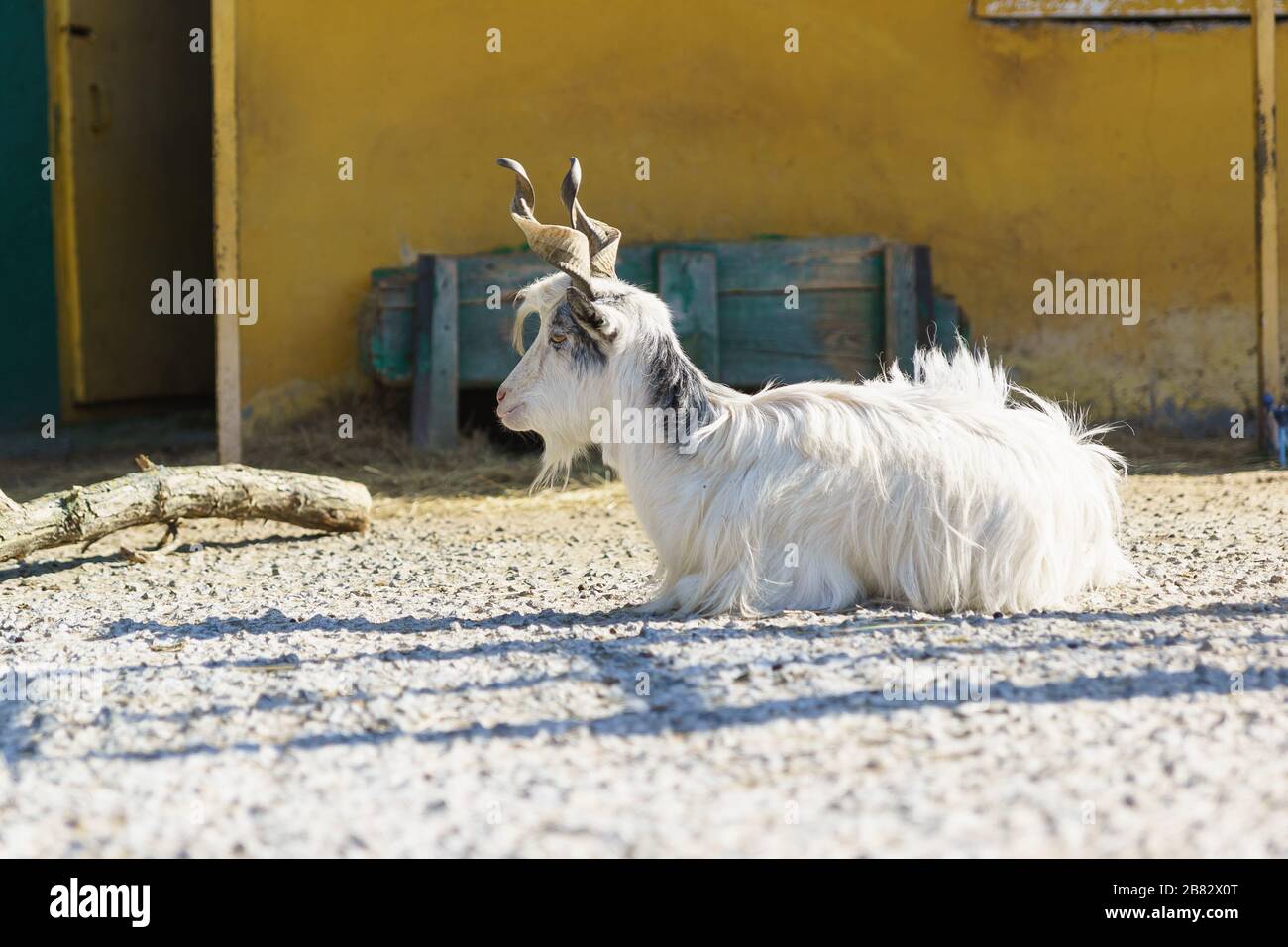 Italian goat breeds of Girgentana with beautiful twisted horns - a ...