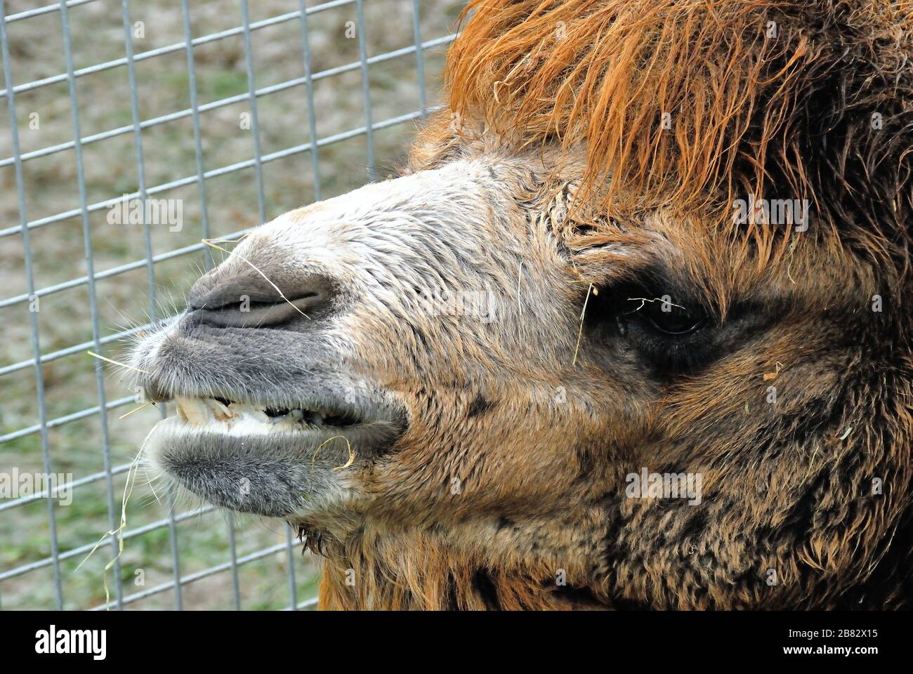 Animal fair hi-res stock photography and images - Alamy