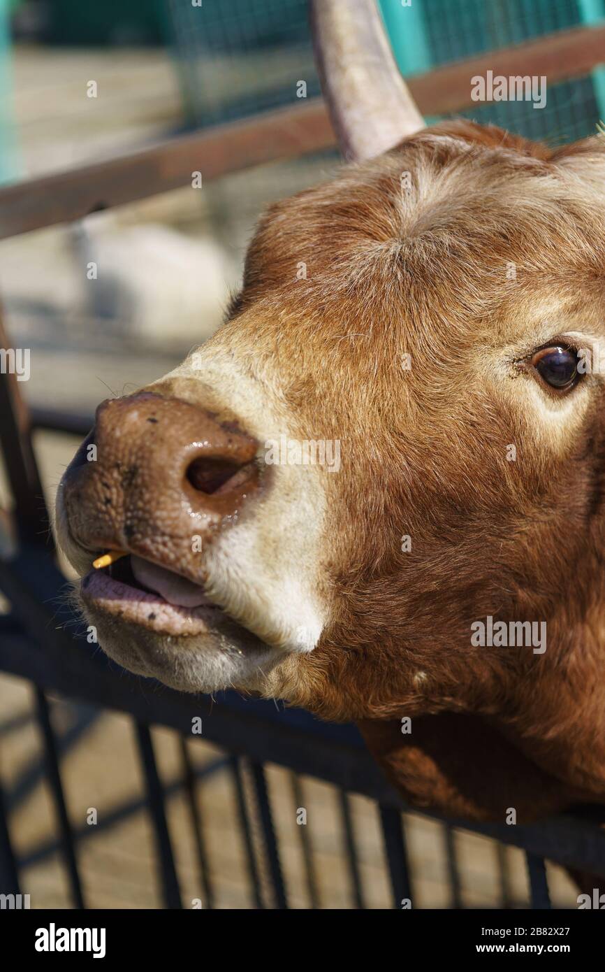Mini-zebu (lat. Bos taurus indicus) - a subspecies of wild bull, common ...