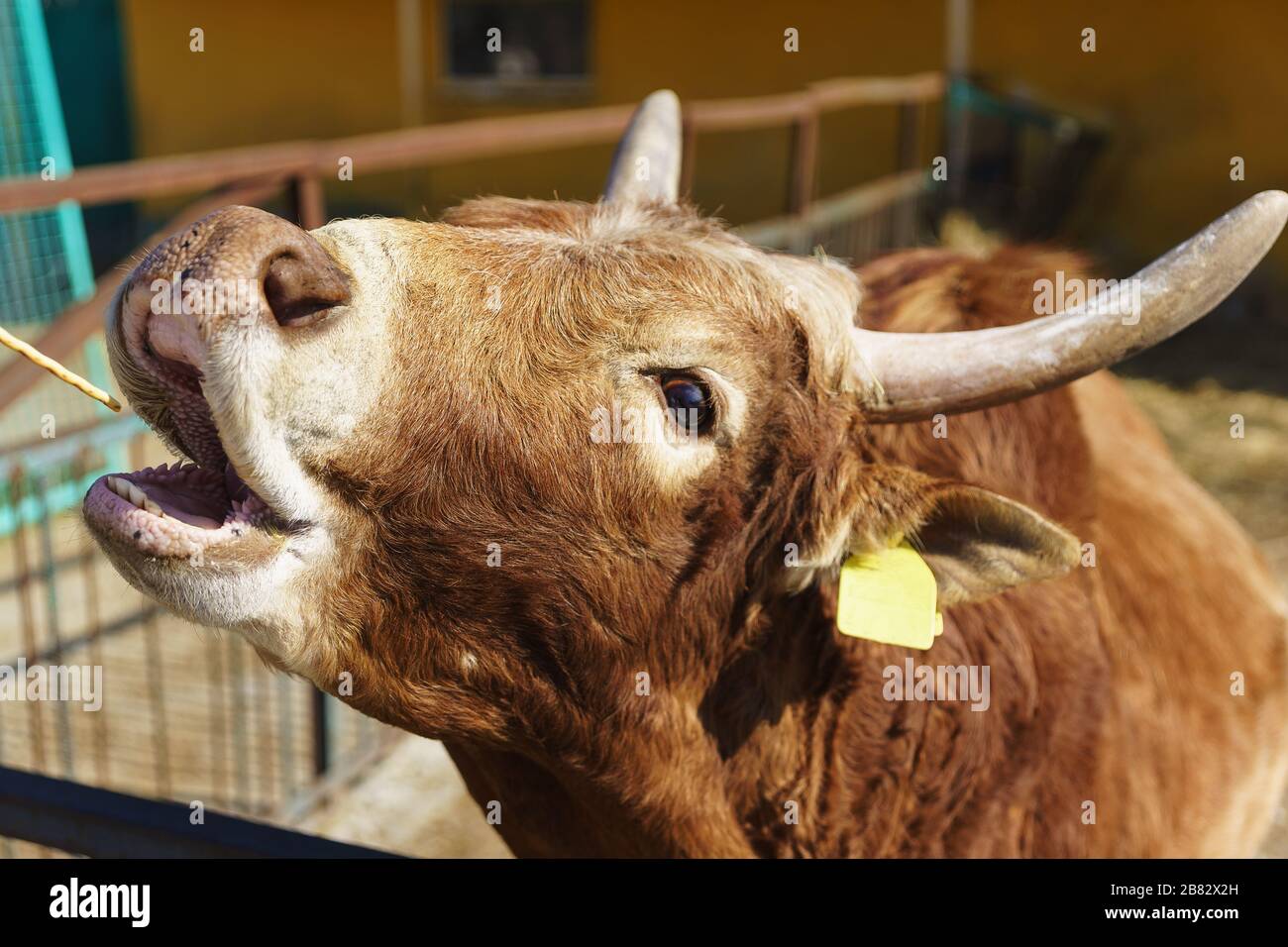Bos taurus indicus hi-res stock photography and images - Alamy