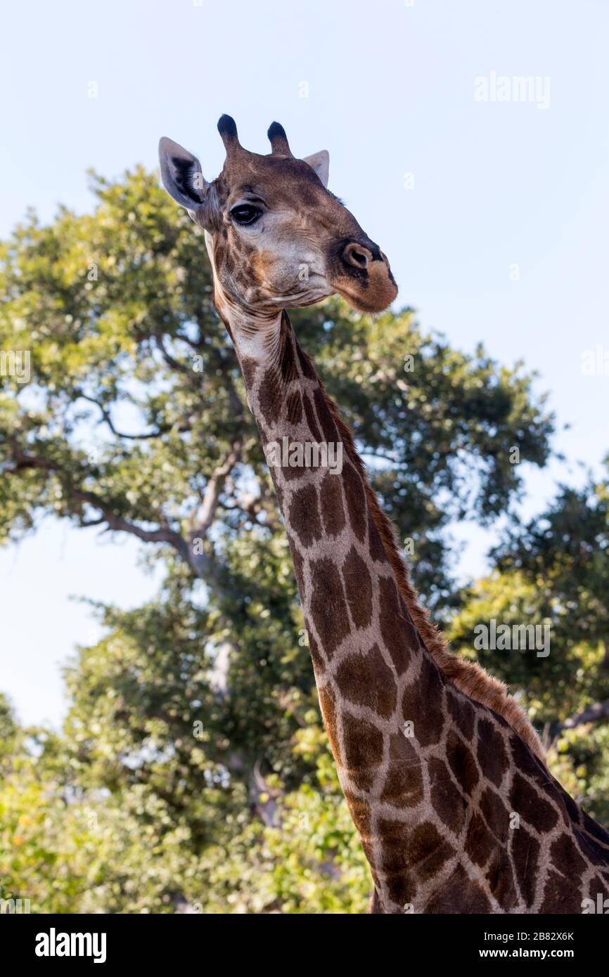 Curious giraffe look from above Stock Photo - Alamy